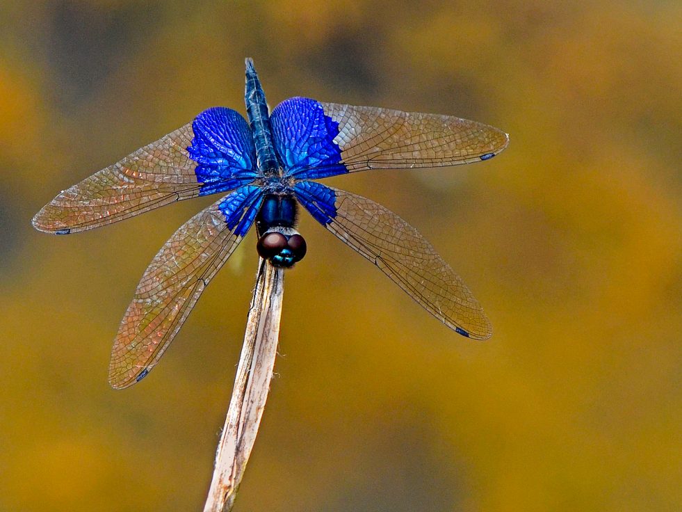 Capung, Capung, Capung dan Capung - Koran Sulindo