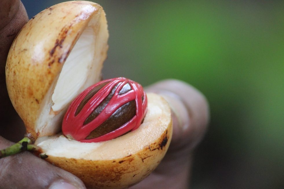 Manfaat Luar Biasa Buah Pala untuk Kesehatan yang Perlu Kamu Ketahui ...
