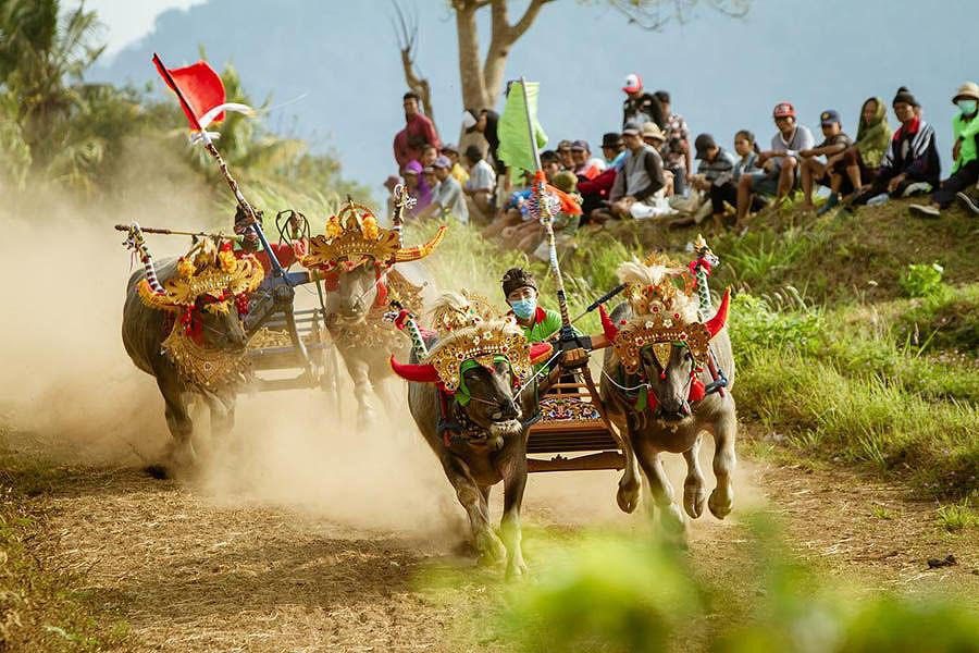 Tradisi Makepung: Pacu Kerbau Khas Jembrana, Bali - Koran Sulindo