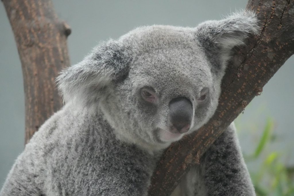 Fakta-fakta Unik Koala yang Jarang Diketahui - Koran Sulindo